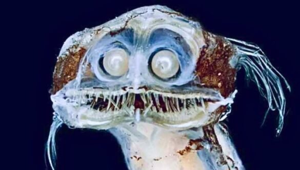 Mysterious Deep Sea Fish Caught on Camera Viewers Speechless